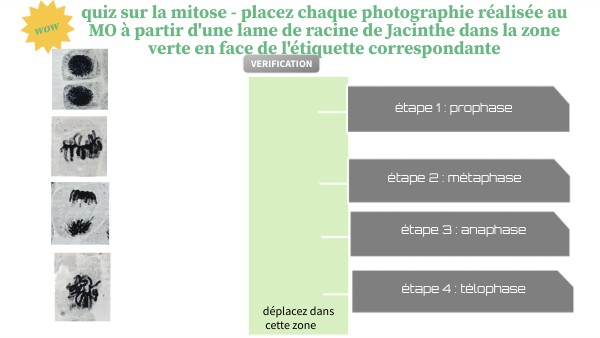 Mitose QUIZ | Genially