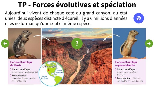 TP - Forces évolutives et spéciation | Genially