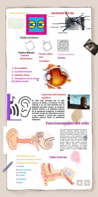 Reto 3 ANATOMIA DE LOS SISTEMAS VISUAL Y AUDITIVO | Genially