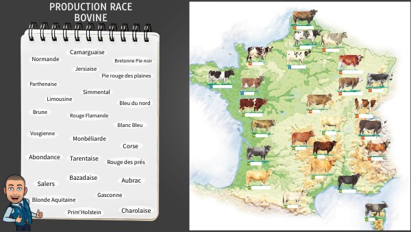 production race bovine carte | Genially