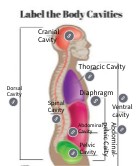 Dorsal & Ventral Body Cavities Interactive Image Review