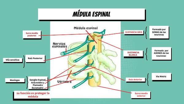 Médula Espinal | Genially