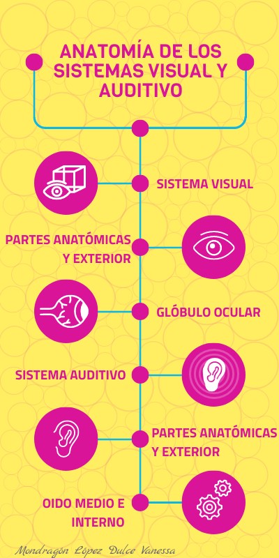 ANATOMIA VISUAL Y AUDITIVO