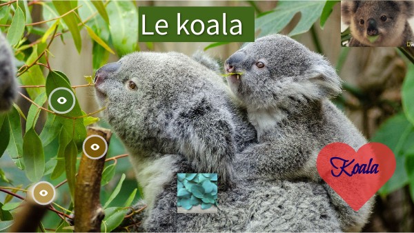 Les koalas