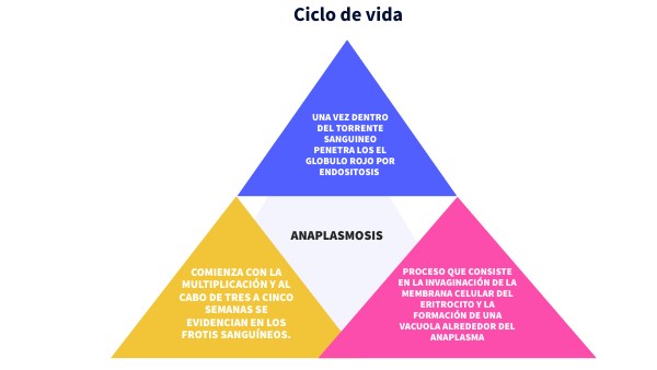 Ciclo de vida