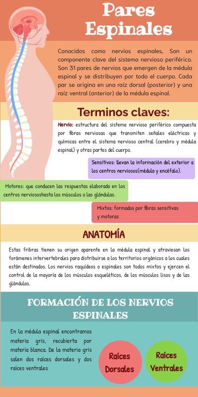 Localización y Funciones de los nervios Espinales | Genially