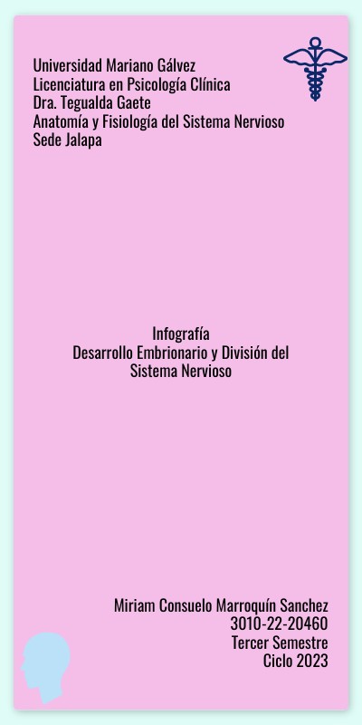 INFOGRAFÍA DESARROLLO EMBRIONARIO Y SISTEMA NERVIOSO | Genially