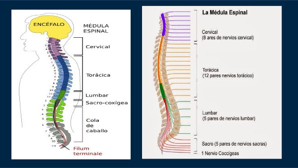 Nervios espinales | Genially