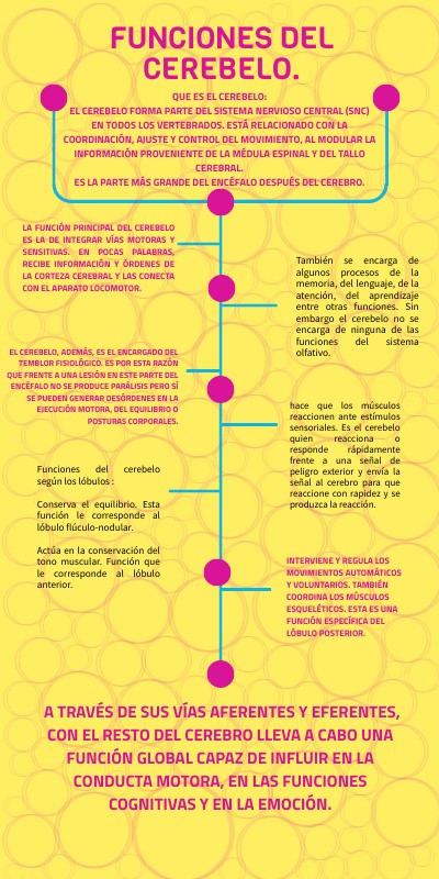 mapa conceptual sobre las funciones del cerebelo. | Genially