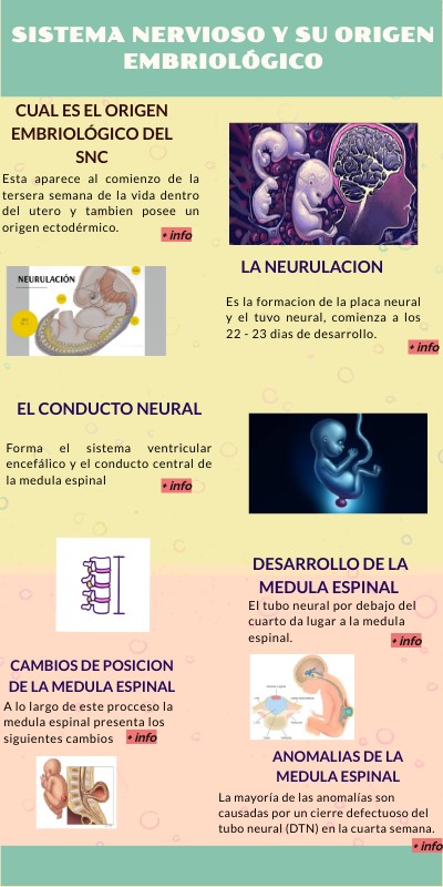 Sistema Nervioso y su origen embriológico | Genially