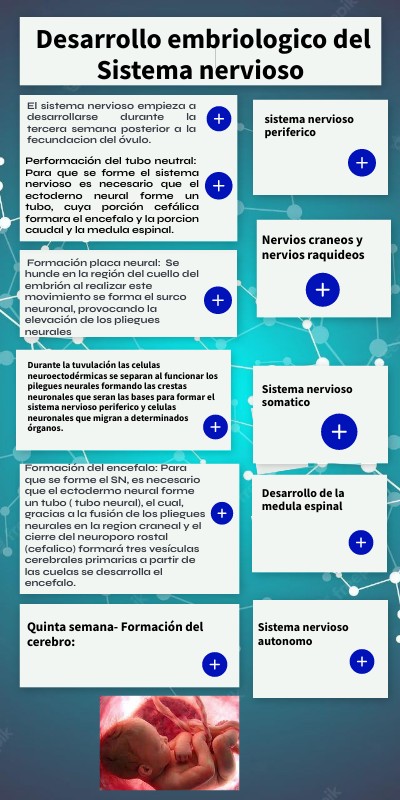 DESARROLLO EMBRIOLOGICO DEL SISTEMA NERVIOSO | Genially