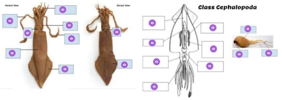 Squid Anatomy | Genially