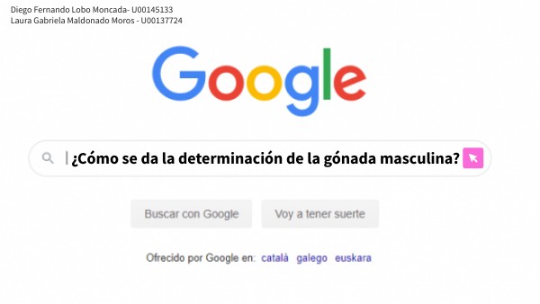 DETERMINACIÓN DE LA GONADA MASCULINA