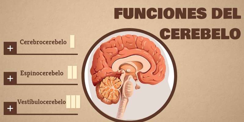 Funciones del Cerebelo | Genially