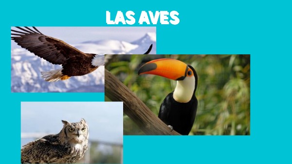 LAS AVES