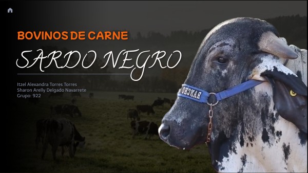 Sardo Negro | Genially