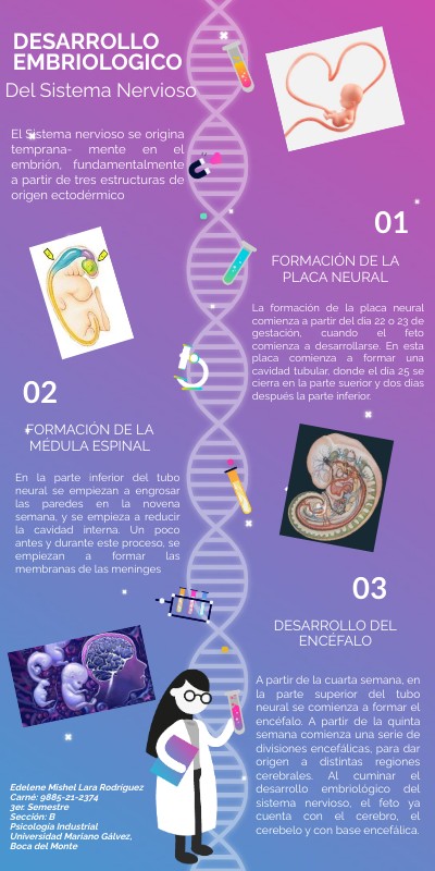 Desarrollo Embriológico | Genially