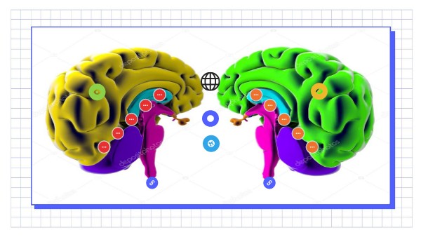 Esquema 3D del cerebro. | Genially