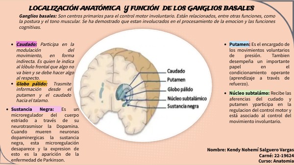 Infografia Ganglios Basales | Genially