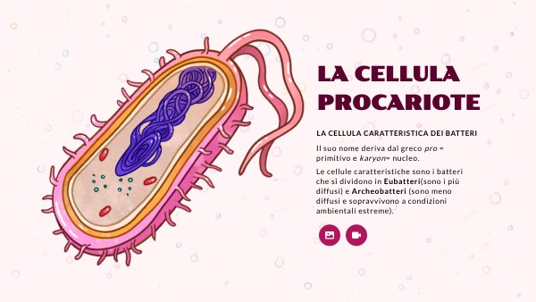 PROKARYOTIC CELL