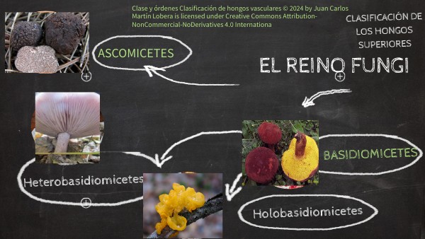 Clasificación Reino Fungi