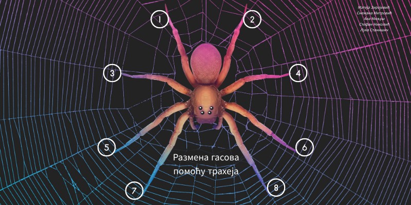 SPIDER LIST | Genially