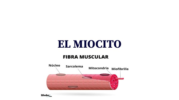 Miocito | Genially