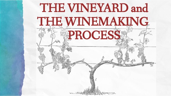 winemaking process | Genially