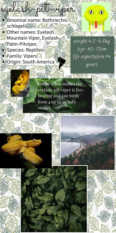 snake(eyelash-pit-viper) | Genially