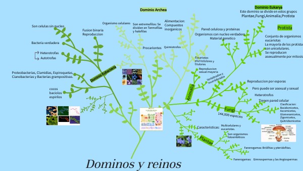 Reino y Dominio | Genially