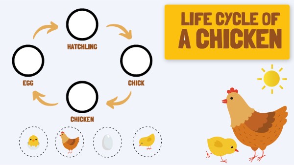 A life cycle of a chicken/ Poptropica | Genially