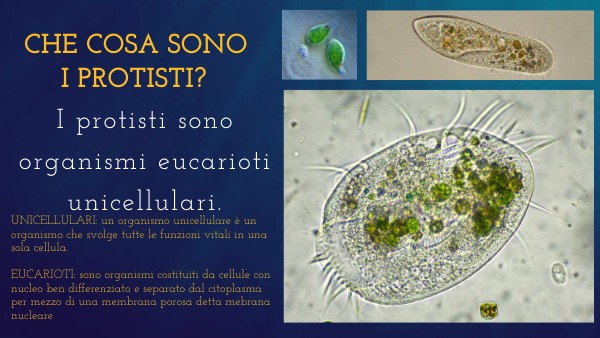 I PROTISTI | Genially
