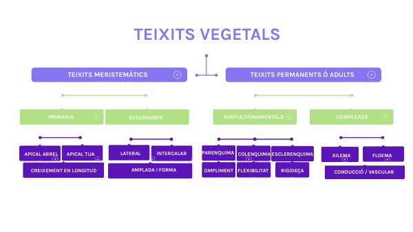 MAPA CONCEPTUAL TEIXITS VEGETALS