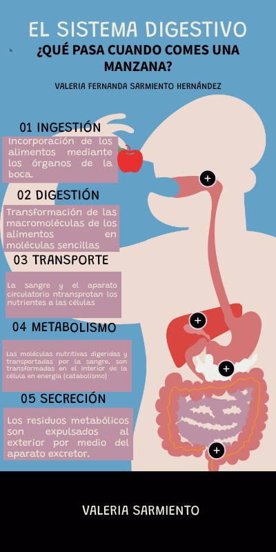 INFO VERTICAL DIGESTIVO