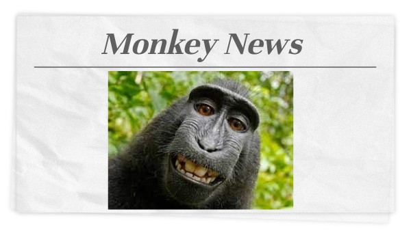 Monkey news | Genially
