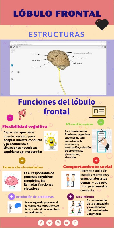 INFO VERTICAL CÉLULAS | Genially