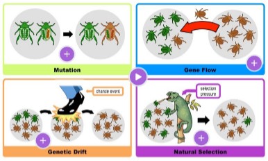 The Four Forces of Evolution | Genially