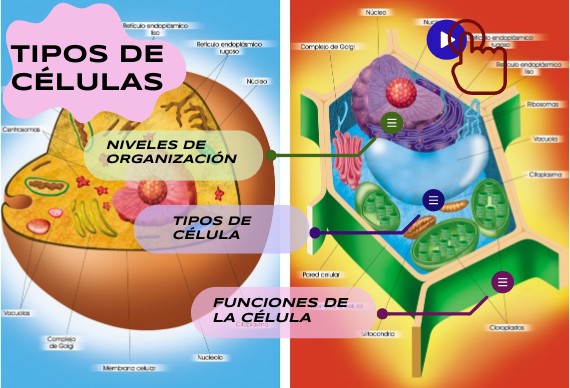 TIPOS DE CÉLULAS | Genially