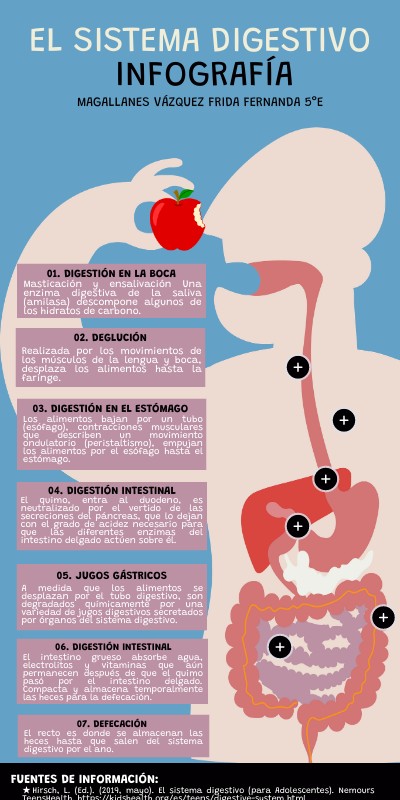 SISTEMA DIGESTIVO INFOGRAFIA_Magallanes Vázquez Frida 5E | Genially