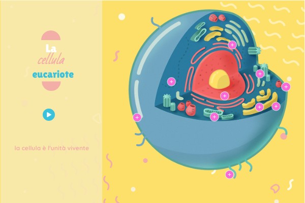 La cellula eucariote