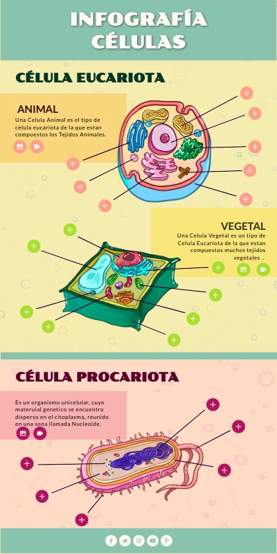 INFOGRAFIA CELULAS | Genially