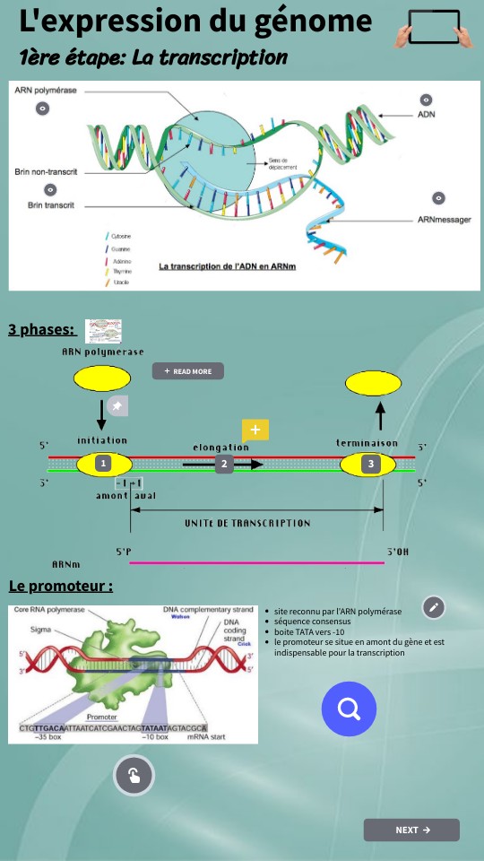 La transcription | Genially