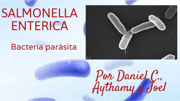 Salmonella enterica | Genially