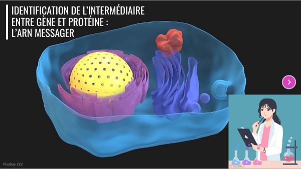 1SVT_Identification de l'ARN messager