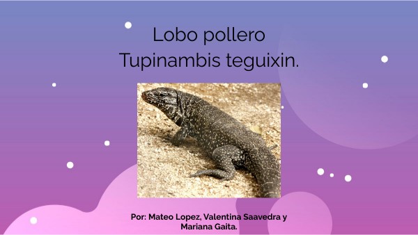 Lobo pollero | Genially