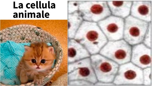 Compito finale Leone | Genially