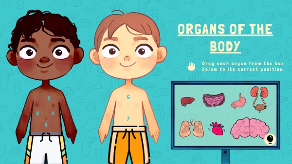 INTERACTIVE GAME - PUT THE ORGANS IN THE RIGHT PLACE | Genially