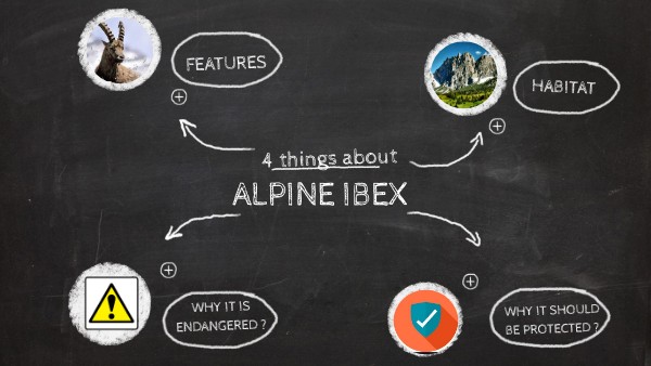 ALPINE IBEX | Genially