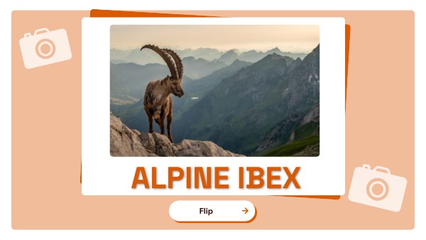 alpine ibex | Genially