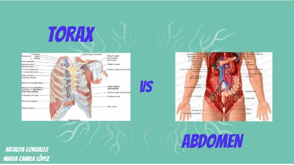 Tórax Vs abdomen | Genially